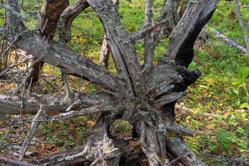 Old Dry Roots Trees Turned Out of the Ground Stock Photo - Image of ...