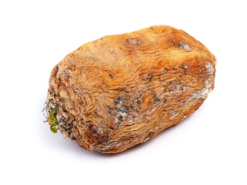 Rotten Turnip Stock Photos - Free & Royalty-Free Stock Photos from ...