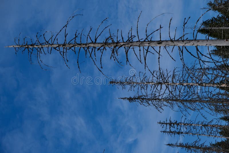 Old Dry Spruce Tree in the Forest Stock Photo - Image of wood, detail ...