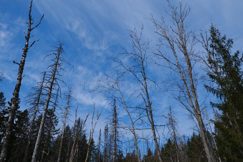Old Dry Spruce Tree in the Forest Stock Photo - Image of spruce, aging ...