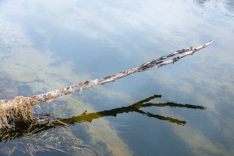 An Old Dry Stick on the Background of Water. Stock Image - Image of ...