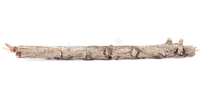 Old Dry Tree Branch Isolated on White Stock Photo - Image of dead ...