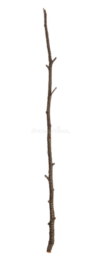 Old Dry Tree Branch on White Stock Photo - Image of ecology, tree ...