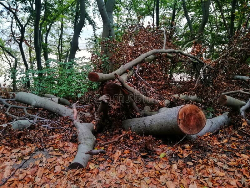 Old Dry Tree Branches and Logs on Orlowo Cliff in Gdynia, Poland Stock ...