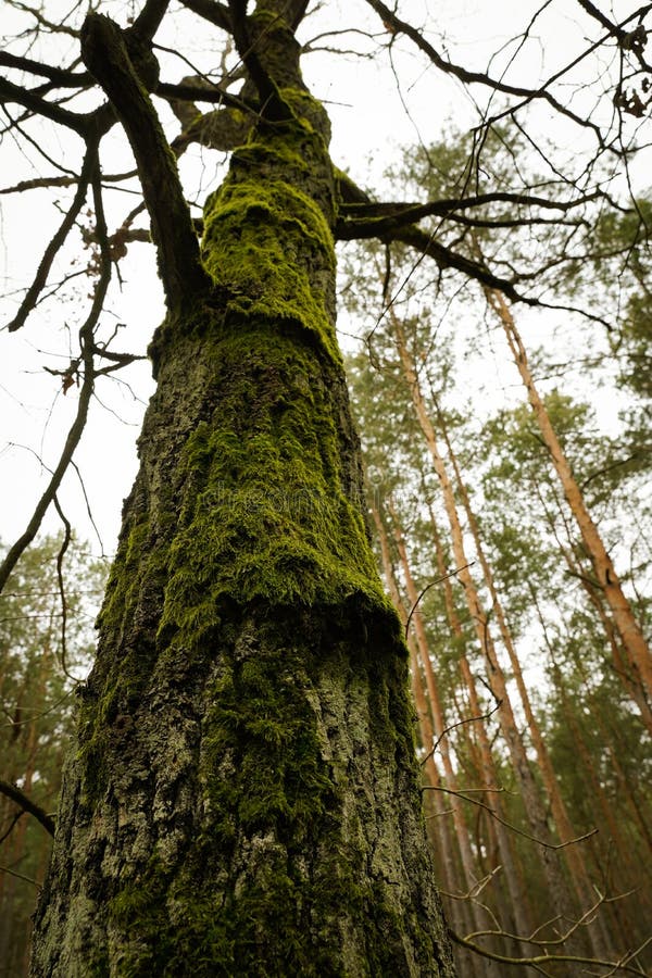Old, Dry Tree Covered with Green Moss Stock Image - Image of woodland ...