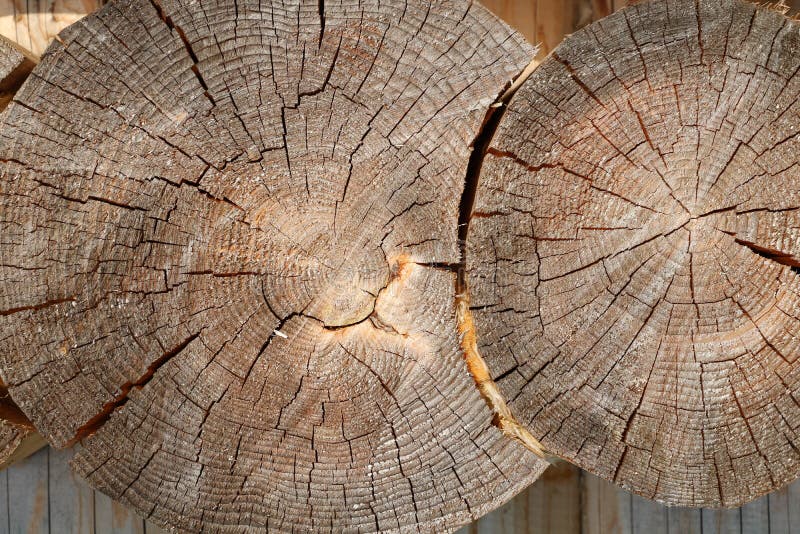 Old Dry Tree. Cracks in the Tree. Cross Section of a Tree. Stock Photo ... Old Dry Tree. Cracks in the Tree. Cross Section of a Tree. Stock Photo ...