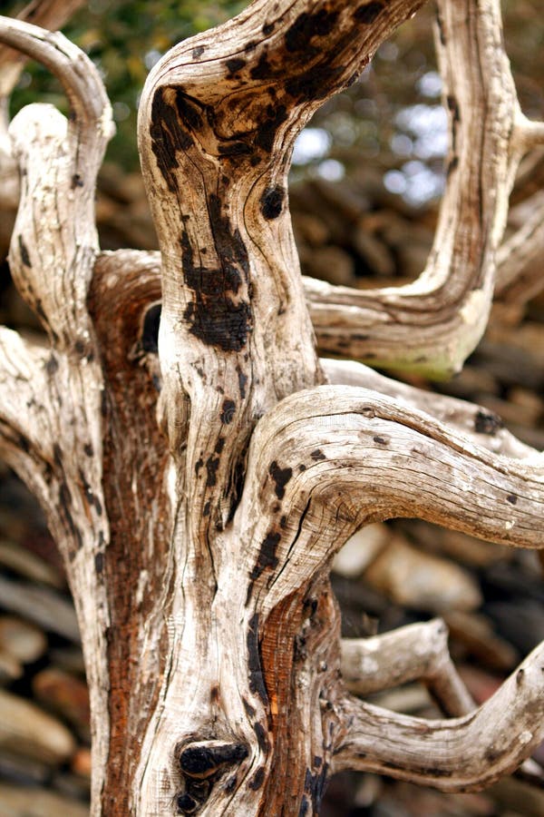 Old dry tree stock photo. Image of store, creus, fire - 47736844