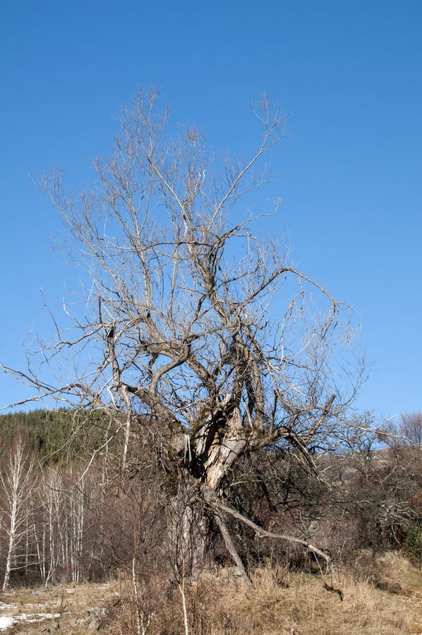 Old dry tree stock photo. Image of defoliate, blue, plant - 82646904