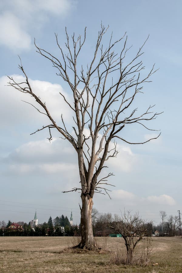 Old Dry Tree on a Field Near Litovel Stock Photo - Image of blue ...