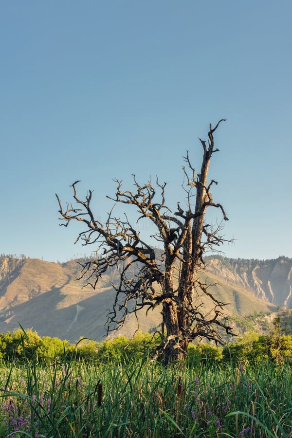 Old dry tree in the field stock photo. Image of alone - 157086428