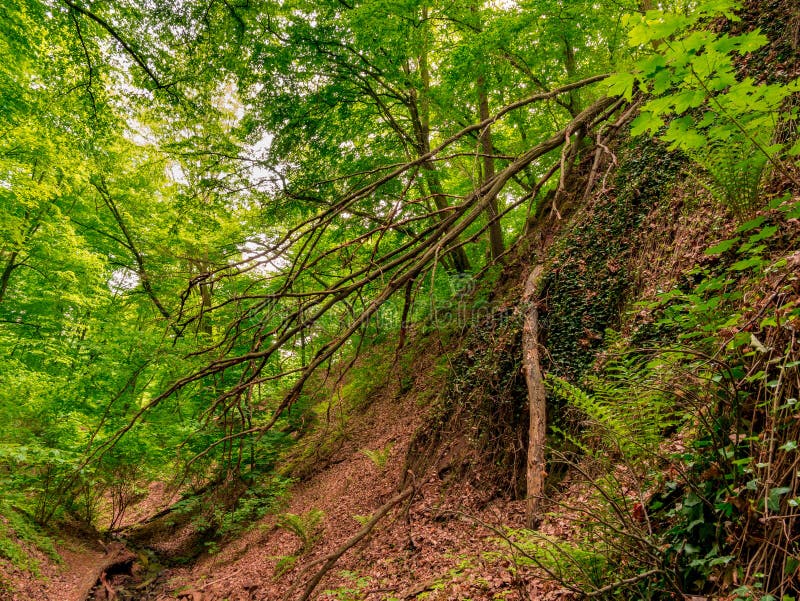 Old Dry Tree Hanging on the Side of a Forest Ravine with a Creek Stock ...