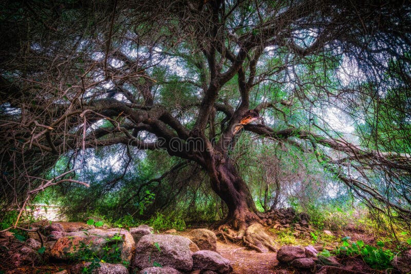 Old Dry Tree with Long Branches Stock Image - Image of growth, branches ...
