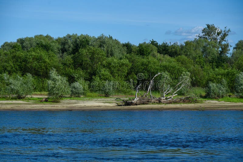 Old Dry Tree on the River Bank Stock Photo - Image of flood, fall ...