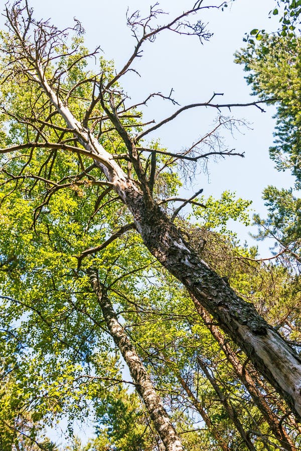 An Old Dry Tree in a Summer Pine Forest Stock Photo - Image of leaves ...