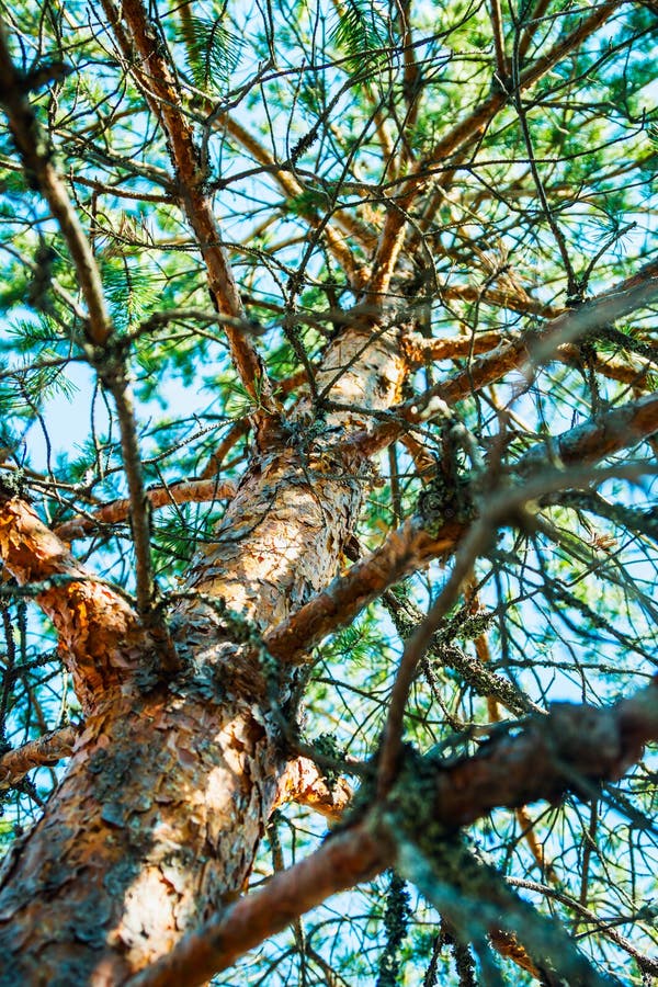 An Old Dry Tree in a Summer Pine Forest Stock Photo - Image of autumn ...