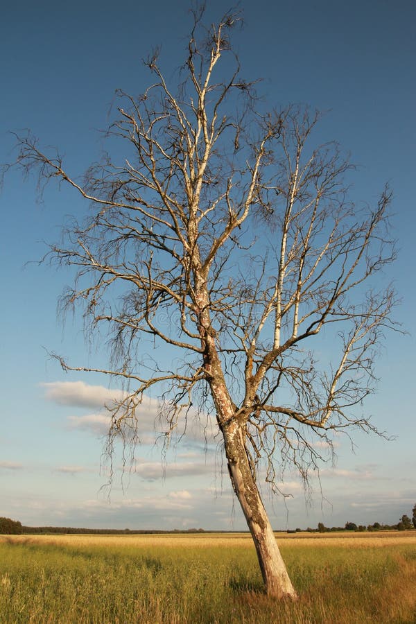 Old dry tree at sunset stock photo. Image of frost, flower - 253571910