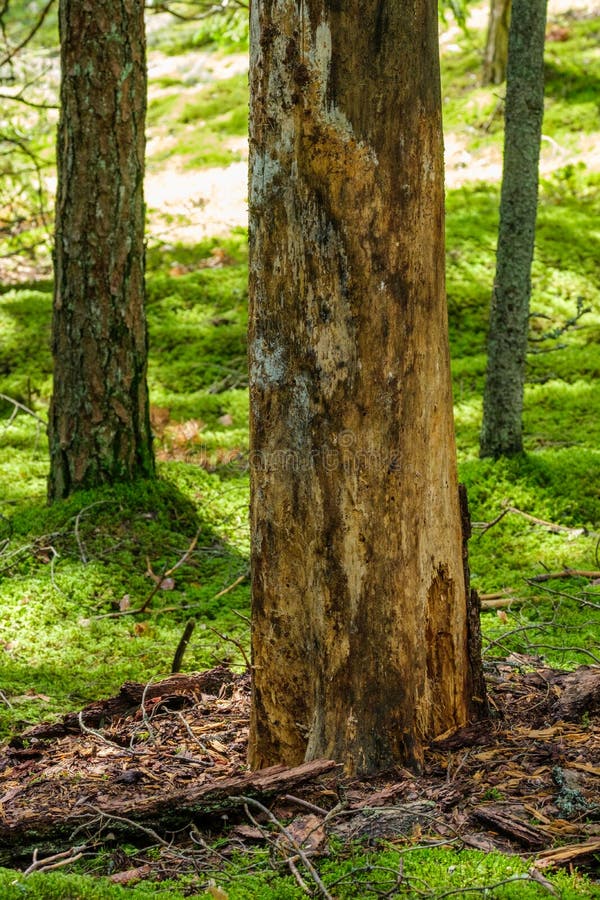 Old Dry Tree Trunk Stomp in Forest for Wood Logs Stock Photo - Image of ...
