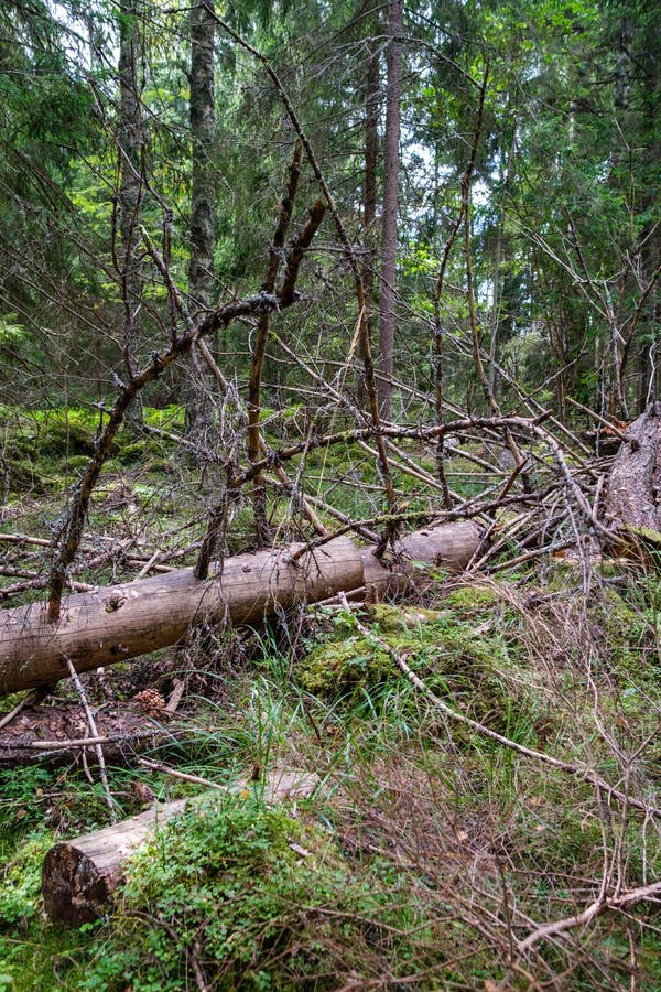 Old Dry Tree Trunk Stomp in Forest for Wood Logs Stock Photo - Image of ...