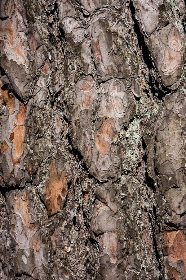 Old Dry Tree Trunk Stomp Texture with Bark Stock Photo - Image of soil ...