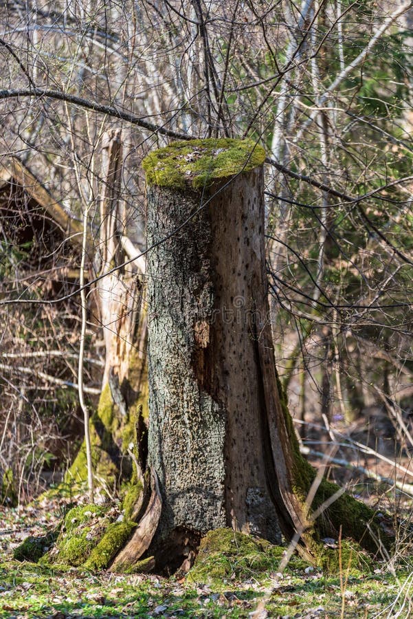 Old Dry Tree Trunk Stomp Texture with Bark Stock Image - Image of wild ...