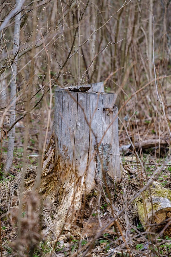 Old Dry Tree Trunks and Stomps in Green Spring Forest Stock Photo ...