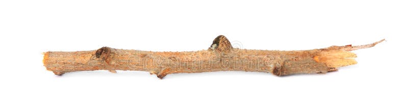 Old Dry Tree Twig Isolated on White Stock Image - Image of minimal ...