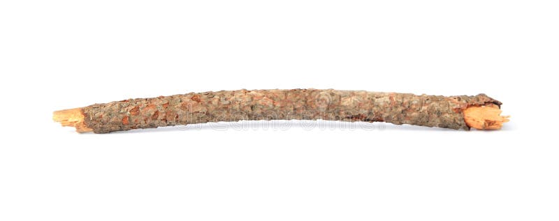 Old Dry Tree Twig Isolated on White Stock Image - Image of camp, nature ...