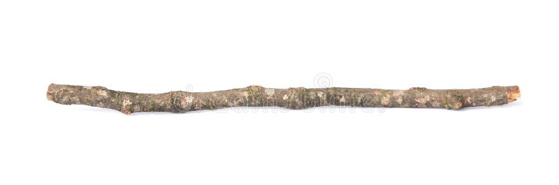Old Dry Tree Twig Isolated on White Stock Photo - Image of leafless ...