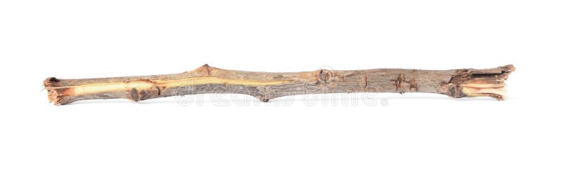 Old Dry Tree Twig Isolated on White Stock Image - Image of bough, death ...
