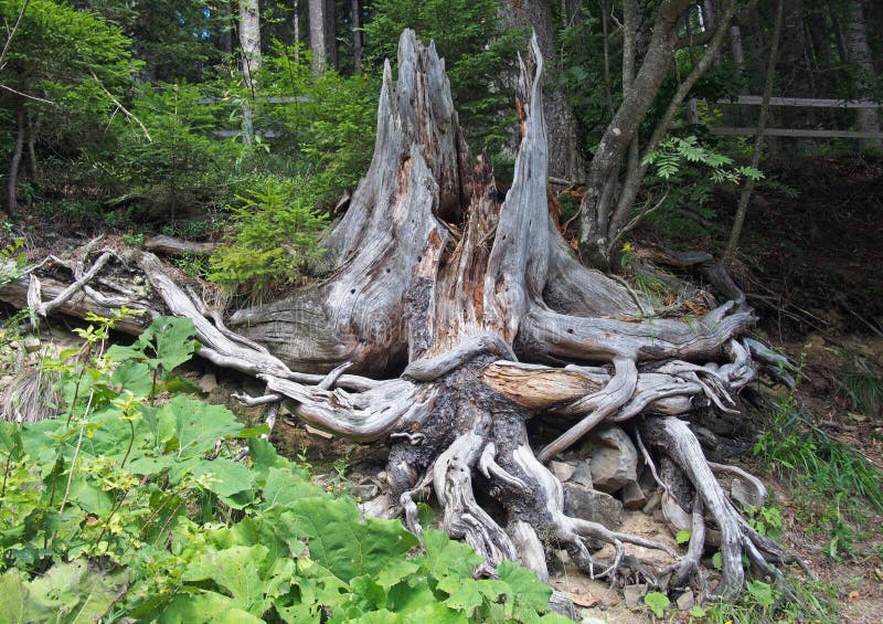 Old Dry Tree with Twisting Roots Stock Image - Image of landscape ...