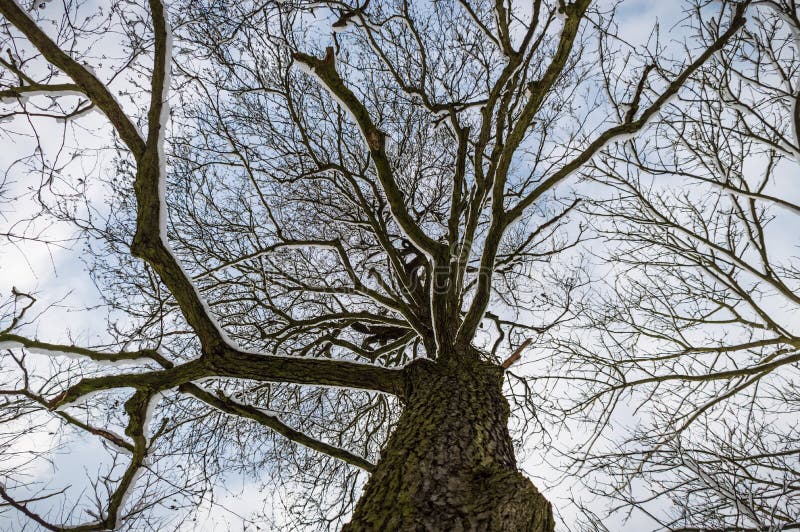 Old dry tree stock image. Image of carpathian, mountain - 70824155