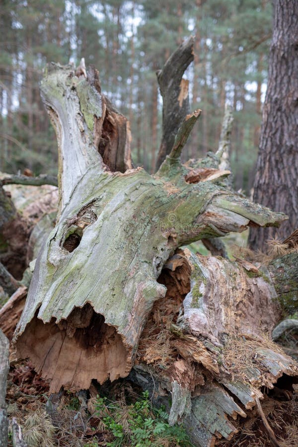 An Old Dry Trunk of a Fallen Tree. a Withered Oak Lying in the U Stock ...