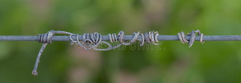 Old Dry Vine Tendrils on Wire. Stock Image - Image of plant, detail ...