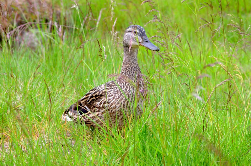 Old duck stock photo. Image of mother, wild, female, duck - 41830564