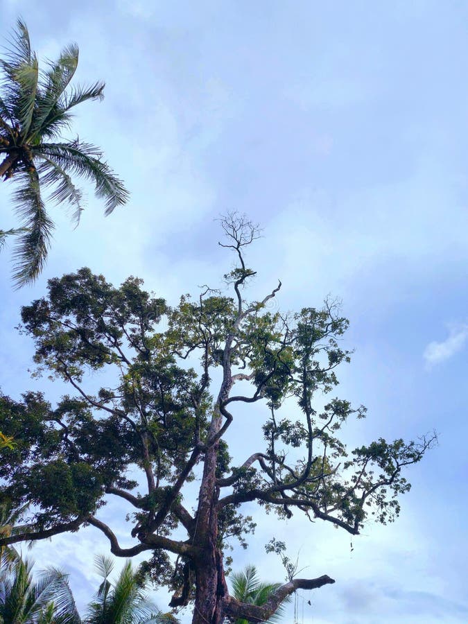 An Old Durian Tree and Coconut Tree with Light Blue Sky. Stock Photo ...