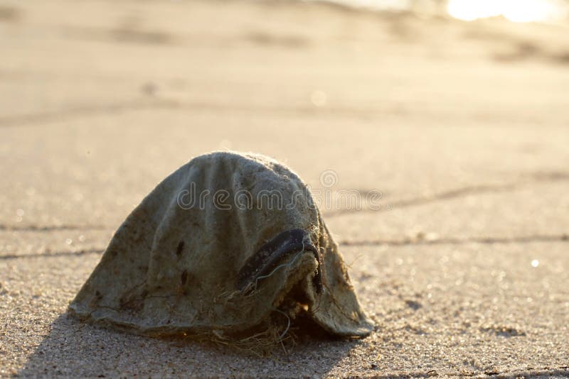 Old Dust Mask Washed Ashore on a Beach Stock Image - Image of ...