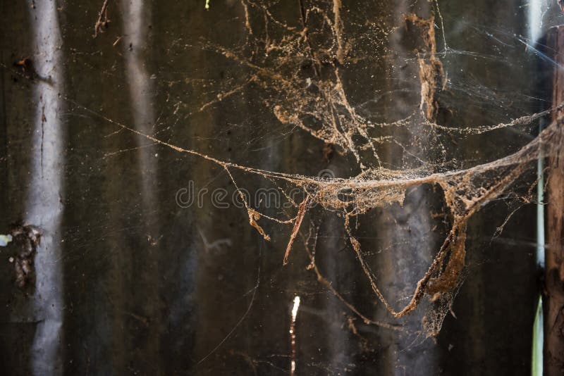 Old Dusty Spider Web in House Stock Image - Image of insect, danger ...