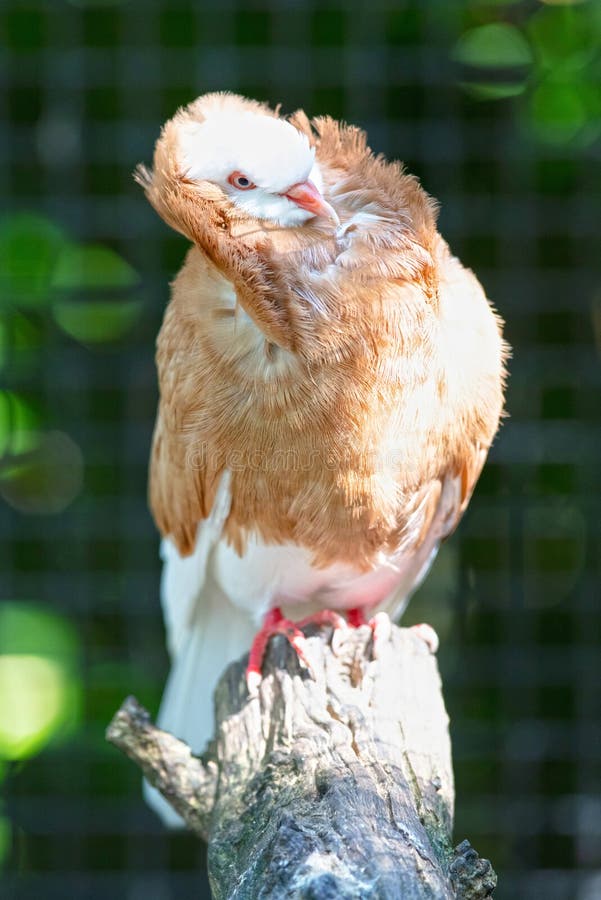 Columba Cucullata Stock Photos - Free & Royalty-Free Stock Photos from ...
