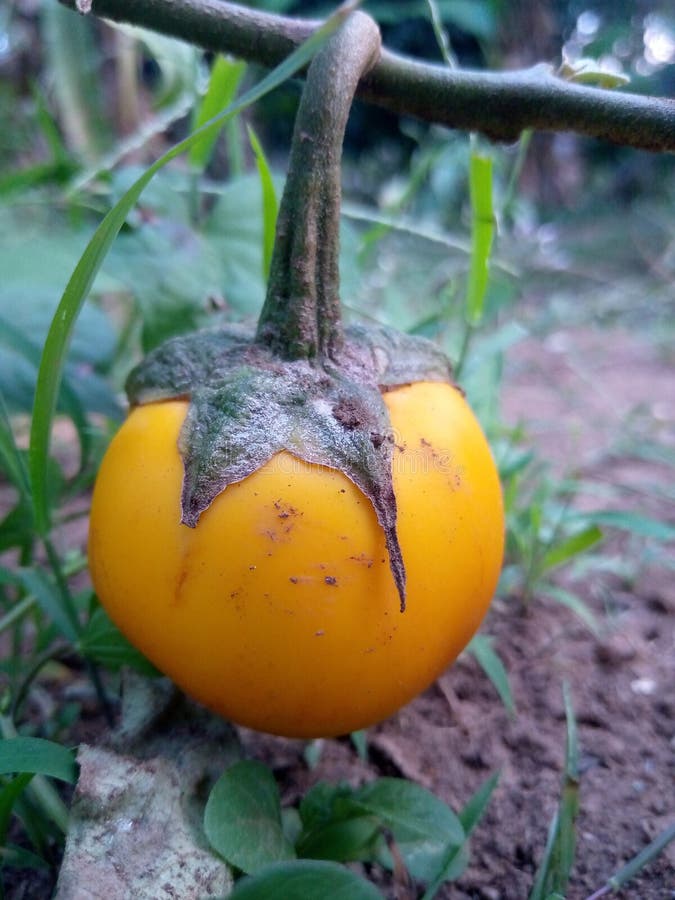 Old Eggplant Lalaban with Yellow Color Stock Image - Image of flower ...