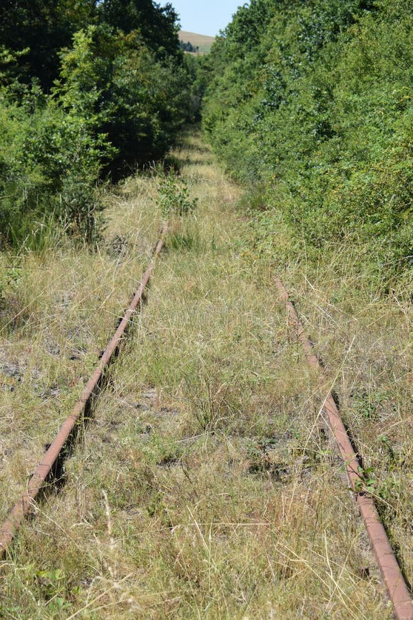 Railroad Covered by Dry Grass between Two Rows of Trees Stock Photo ...