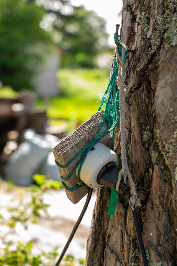 Old Electric Extension Cable on Tree Stock Photo - Image of switch ...