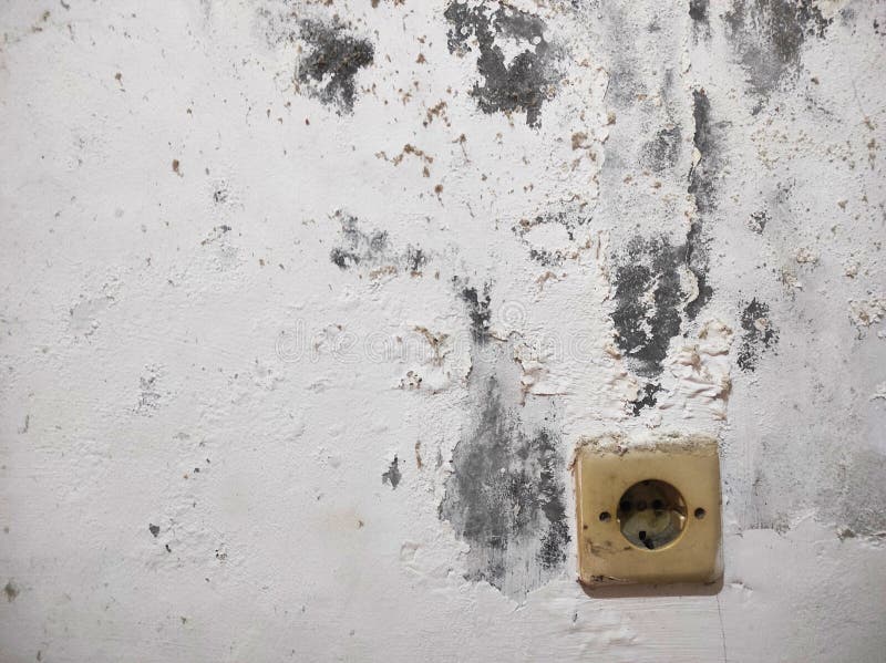 Old Electrical Outlet on a Peeling and Moldy Wall Stock Image - Image ...