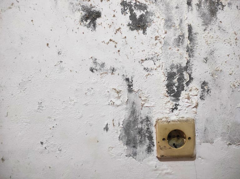 Old Electrical Outlet on a Peeling and Moldy Wall Stock Image - Image ...