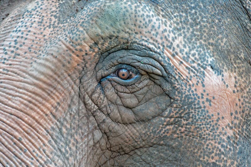 Old Elephant Eye Detail Macro Stock Photo - Image of texture, elephant ...