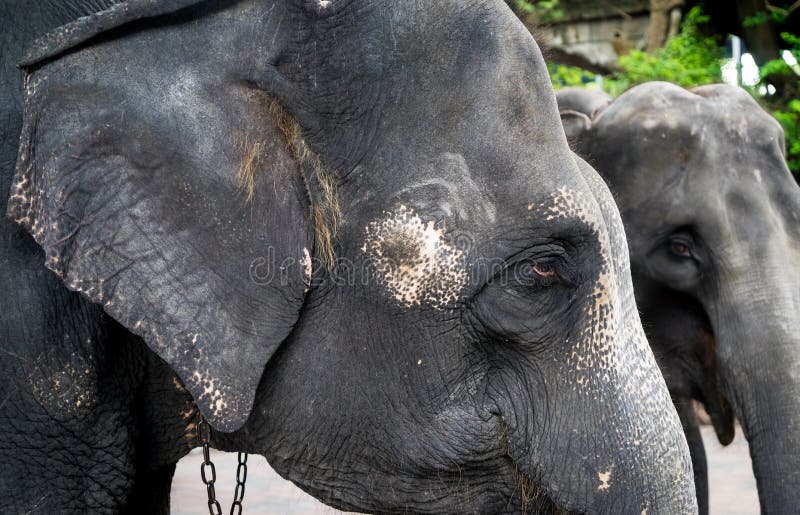 A sick elephant stock image. Image of infected, close, equipment - 383331