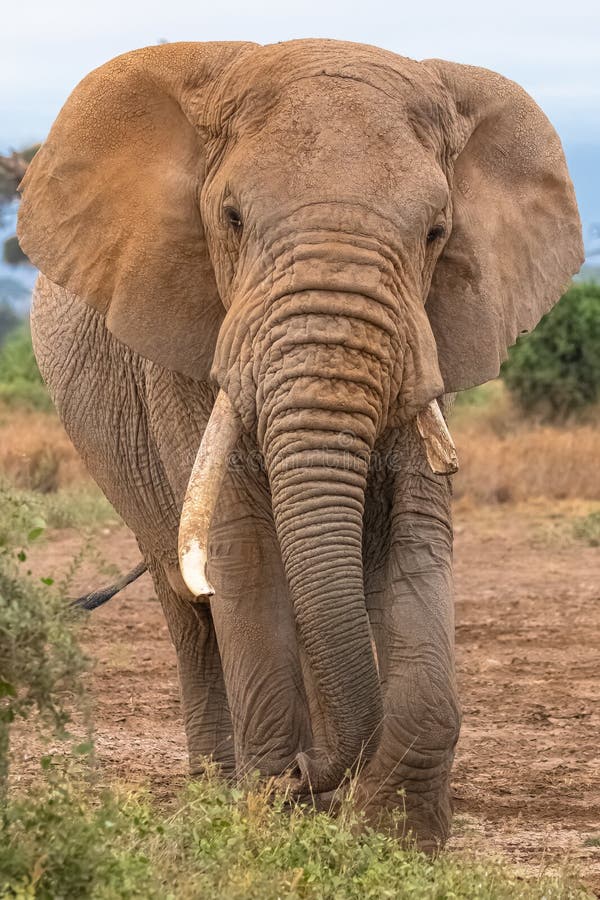 An old elephant walking stock image. Image of close - 155481403