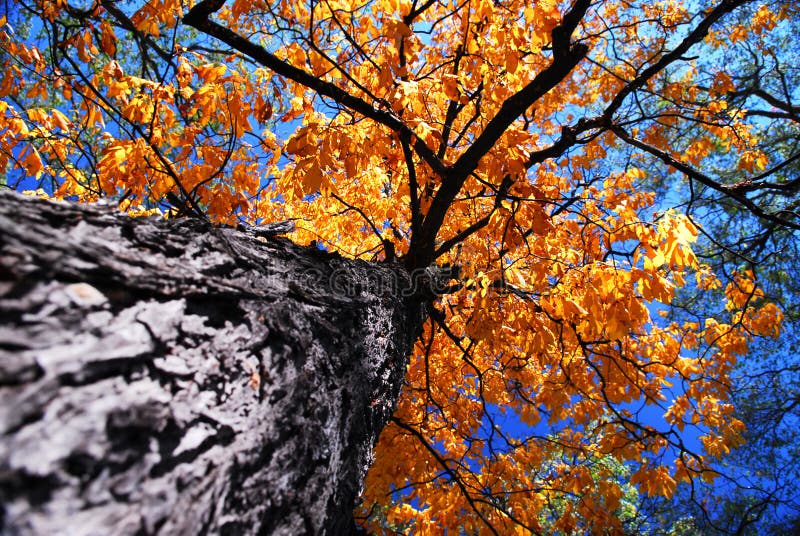 Fall elm tree stock photo. Image of leaves, perspective - 3478248
