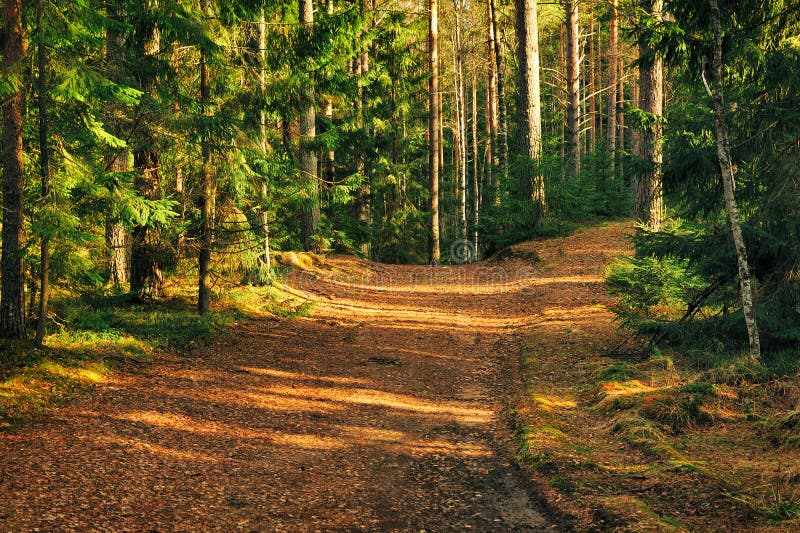 Old Soil Road in the Forest in Autumn Stock Image - Image of season ...