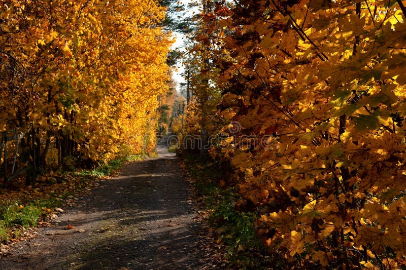 Old Soil Road with Puddle in the Forest Stock Image - Image of season ...