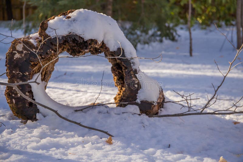 632 Inside Hollow Tree Stock Photos - Free & Royalty-Free Stock Photos ...